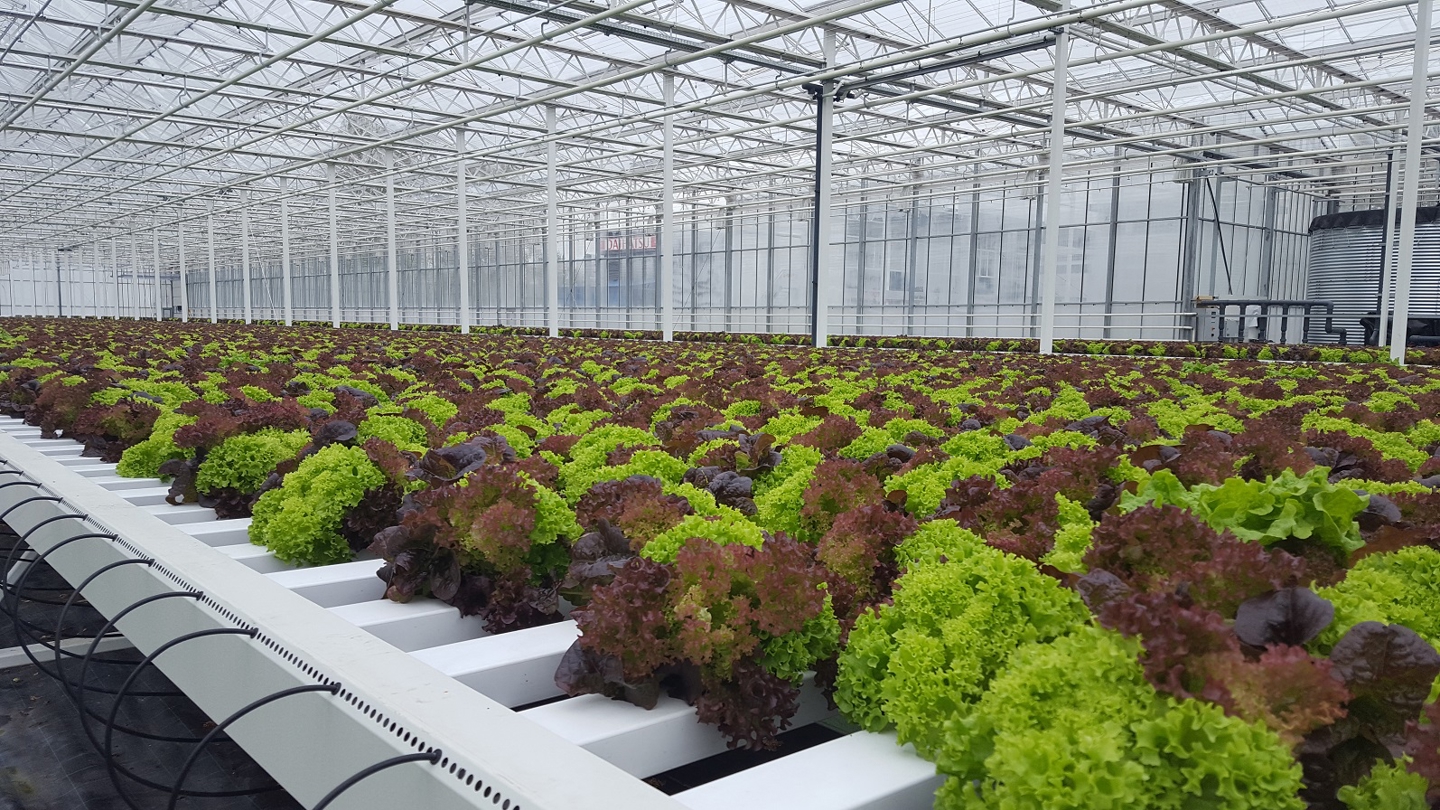 Mobile Gutter Systems for Efficient Crop Cultivation | HAWE Cultivation ...