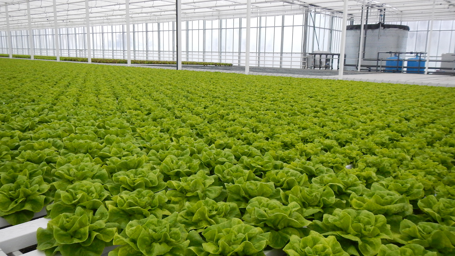 Mobile Gutter Systems for Efficient Crop Cultivation | HAWE Cultivation ...